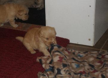 Golden Retriever Puppies